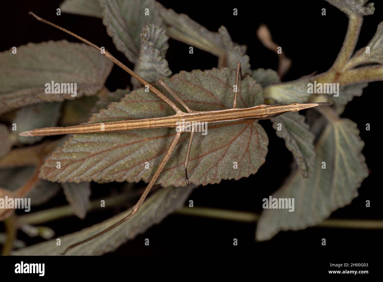 Neotropical Stick Grasshopper of the Family Proscopiidae Stock Photo ...