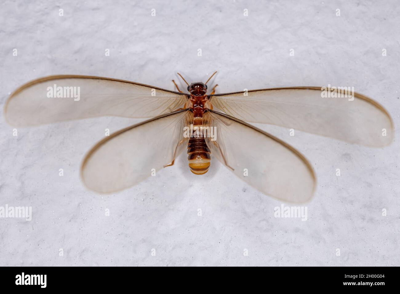 Adult Female Winged Termite of the Epifamily Termitoidae Stock Photo ...