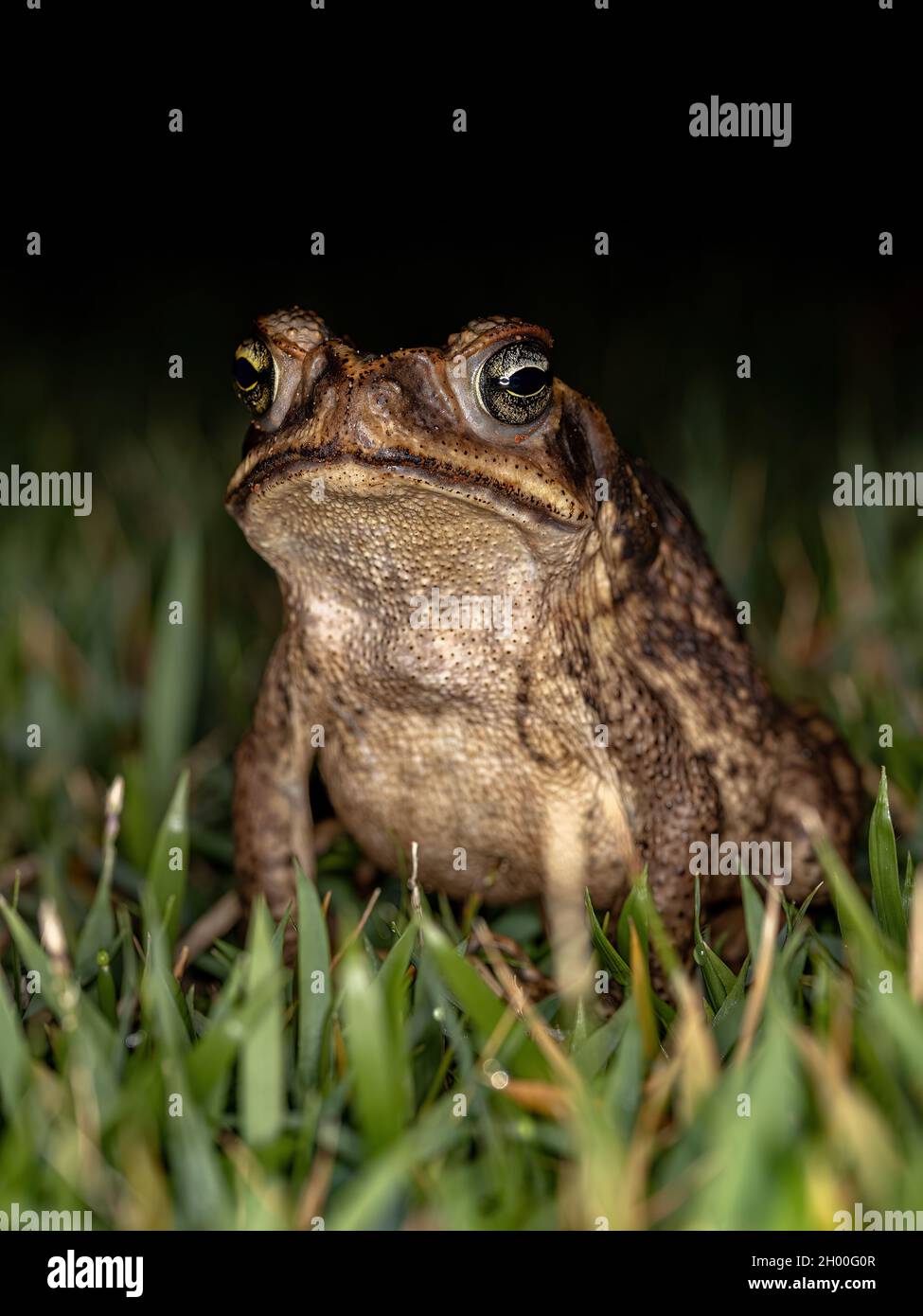 Adult Toad