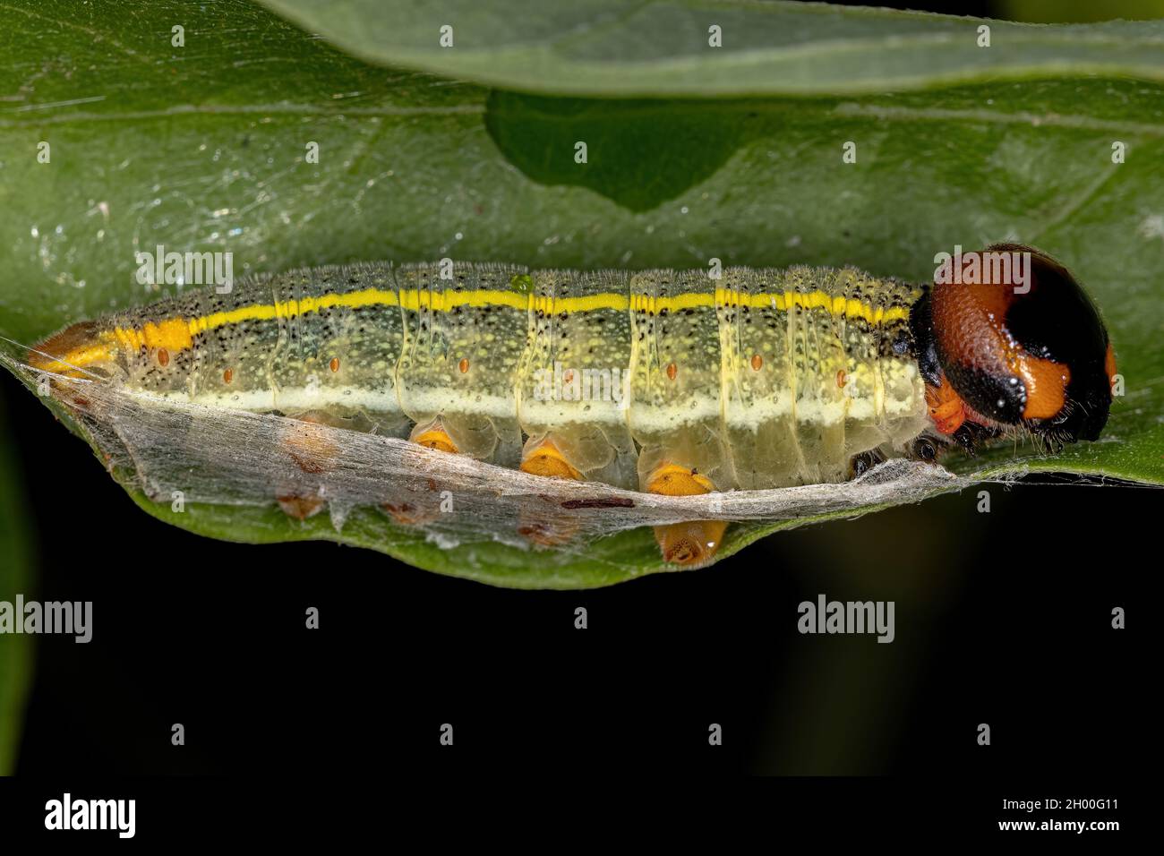 Green Skipper Caterpillar of the Family Hesperiidae Stock Photo - Alamy