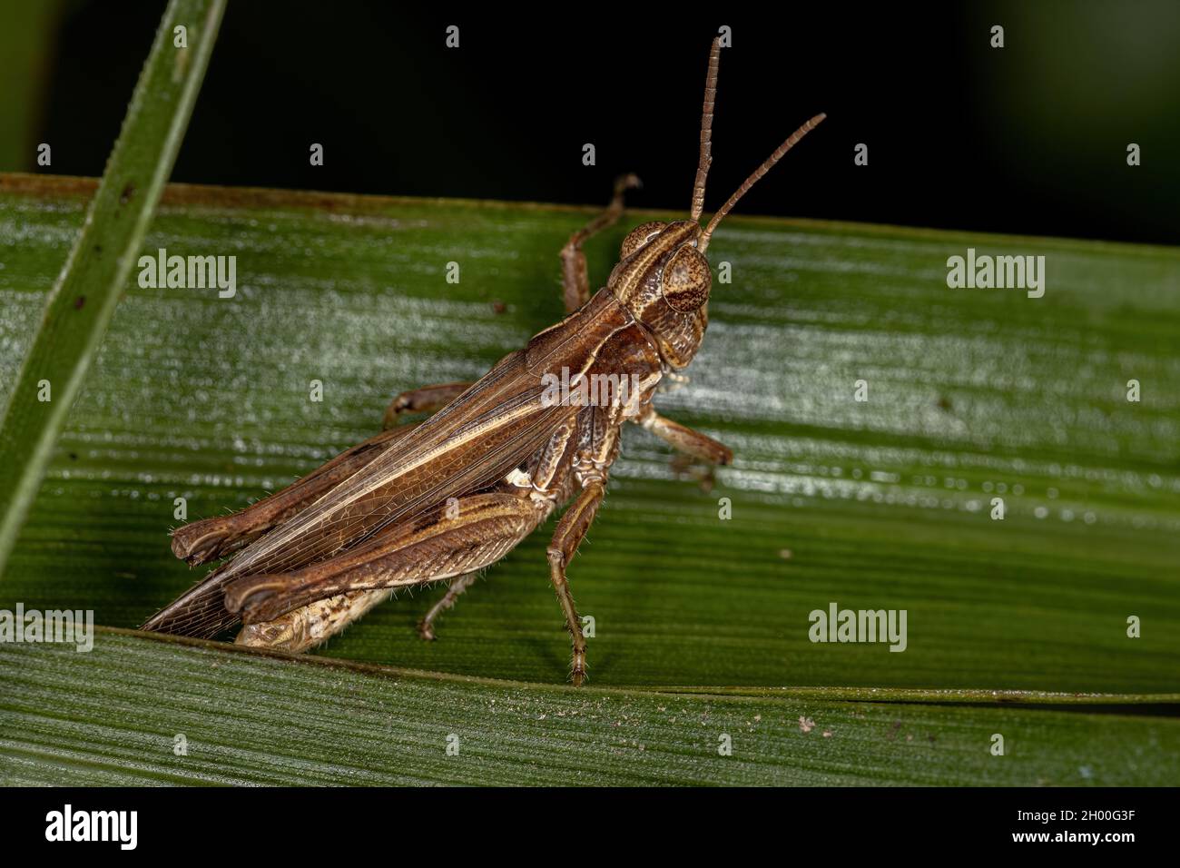 Adult Stridulating Slant-faced Grasshopper of the Genus Orphulella ...