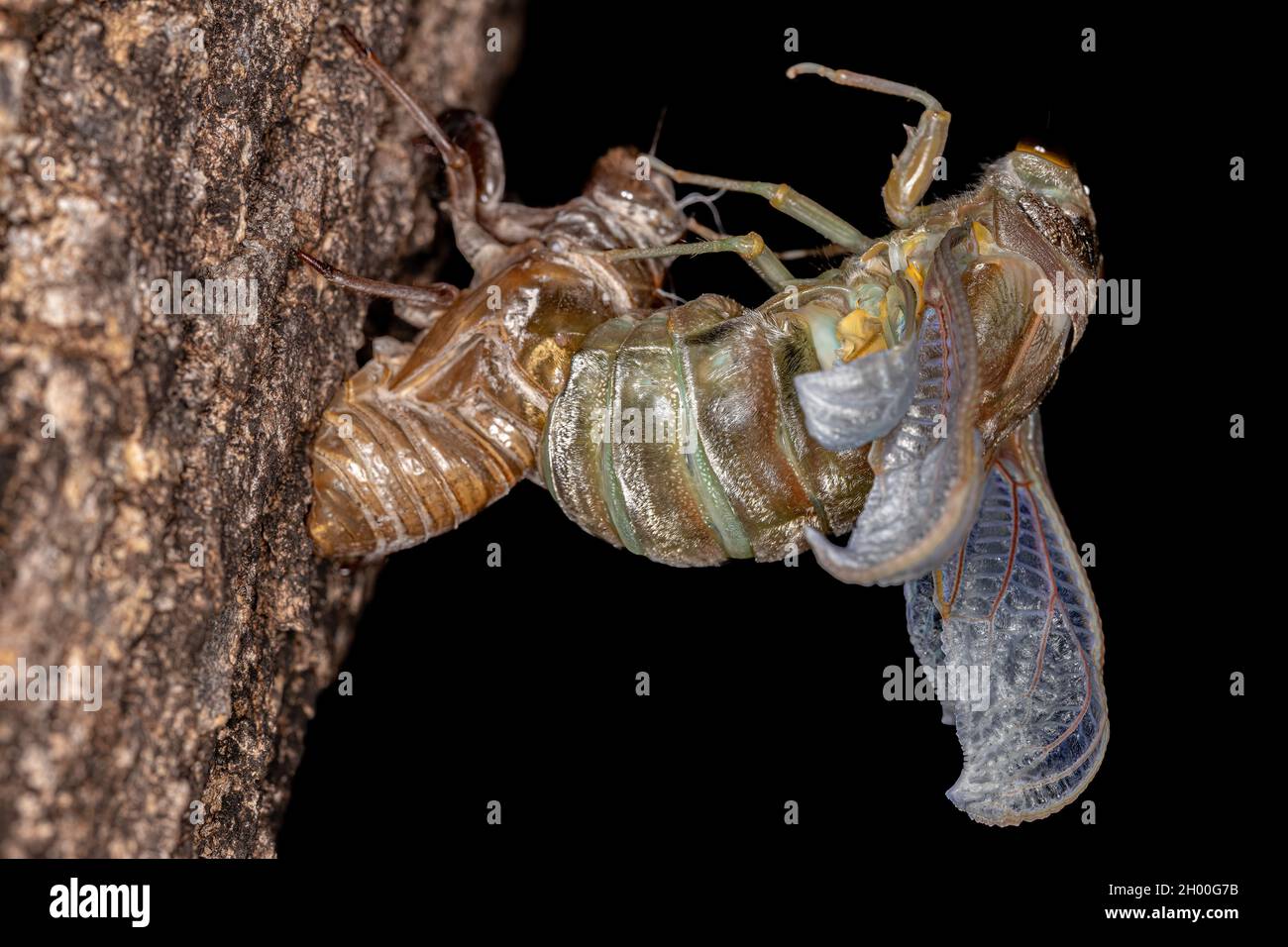 Adult Giant Cicada of the species Quesada gigas in process of ecdysis ...