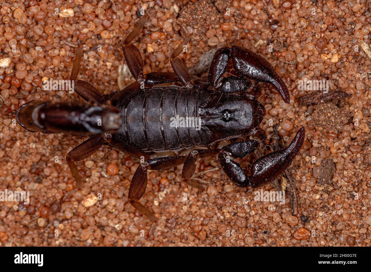 Adult Black Scorpion of the Genus Bothriurus Stock Photo - Alamy