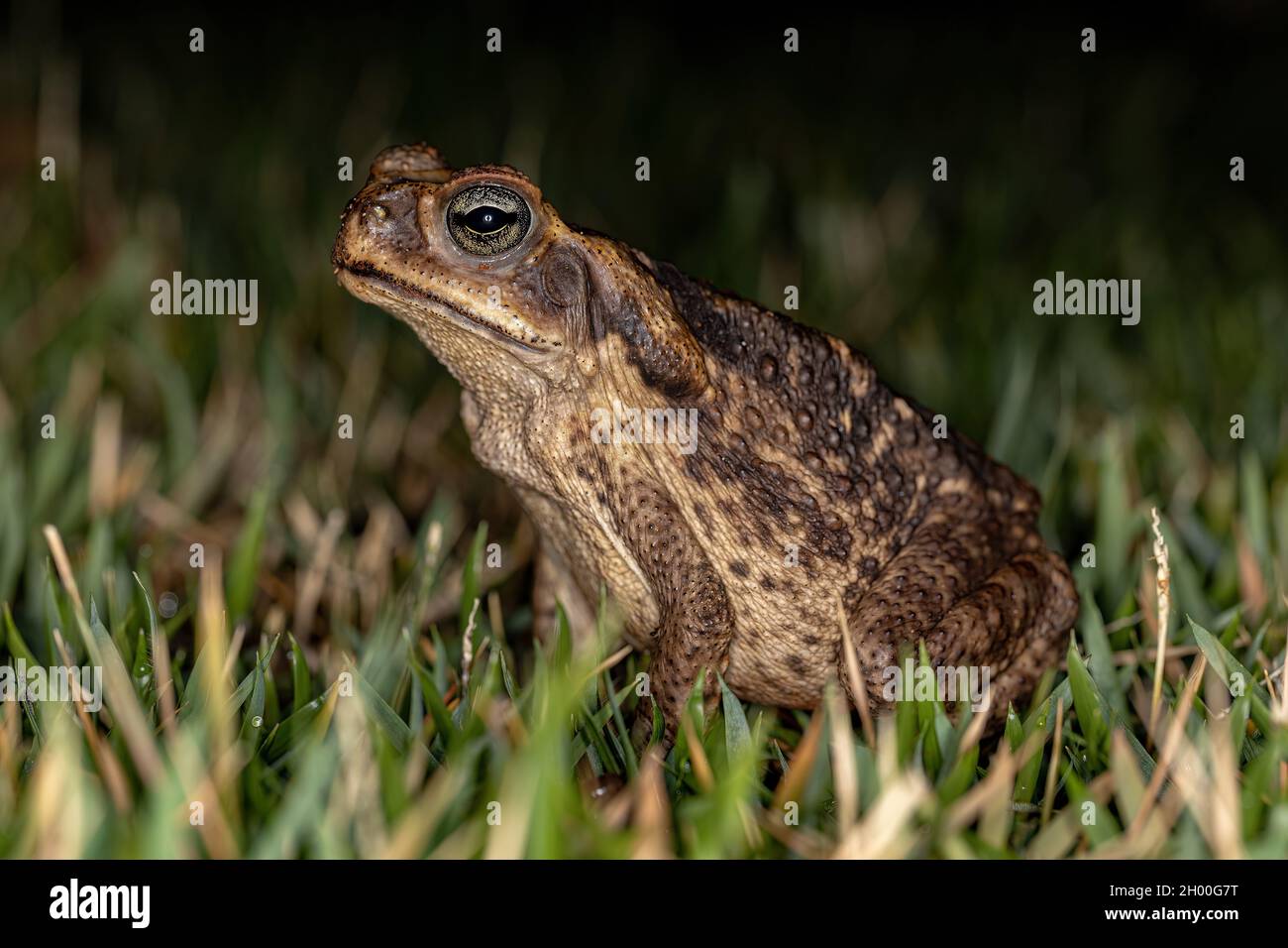 Cururu toad hi-res stock photography and images - Alamy