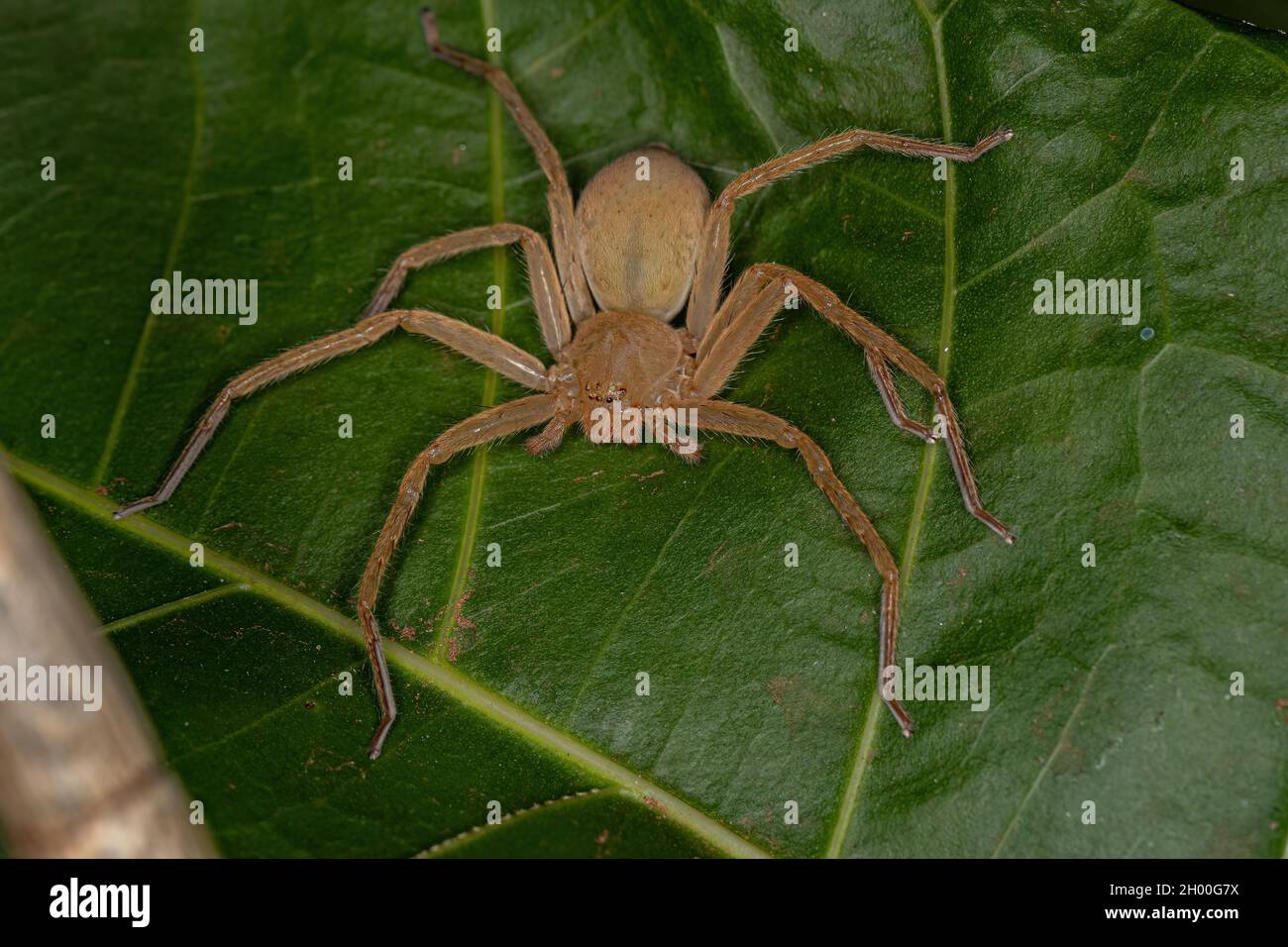 Yellow huntsman spider hi-res stock photography and images - Alamy