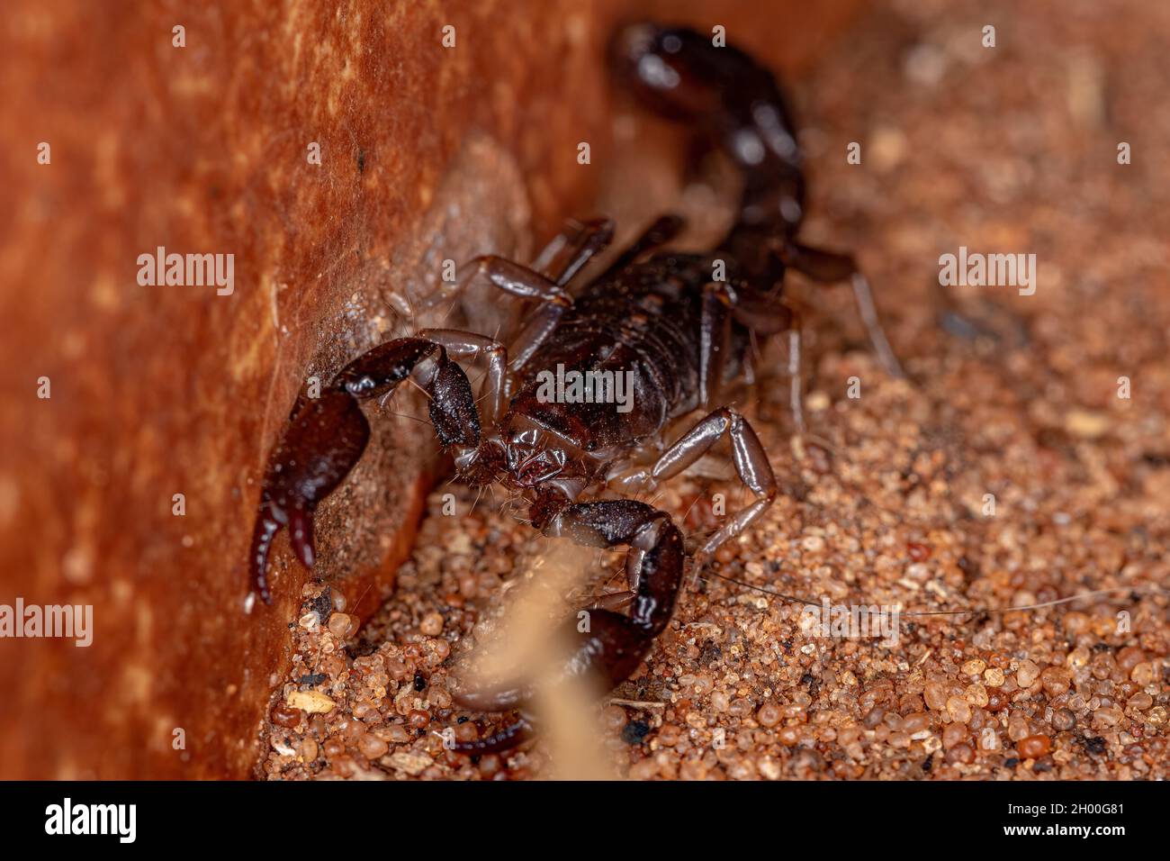 Adult Black Scorpion of the Genus Bothriurus Stock Photo - Alamy