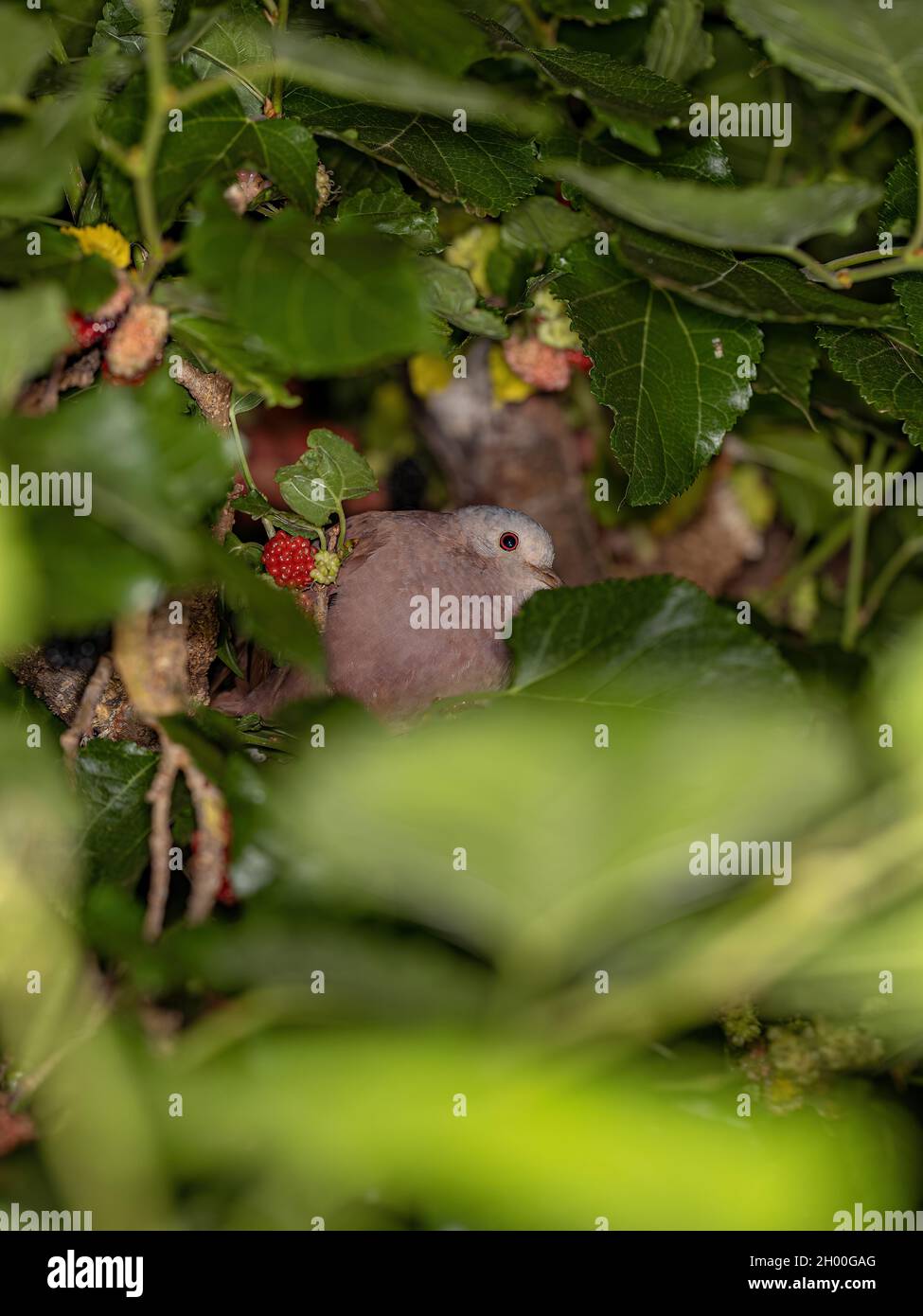Adult Ruddy Ground Dove of the species Columbina talpacoti Stock Photo ...