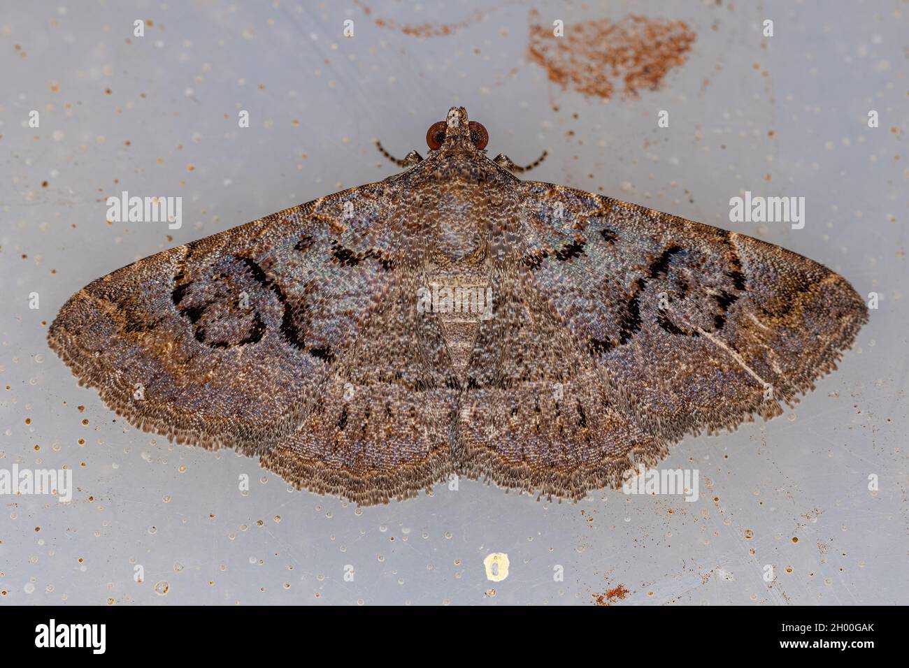 Adult Underwing moth of the Family Erebidae Stock Photo - Alamy