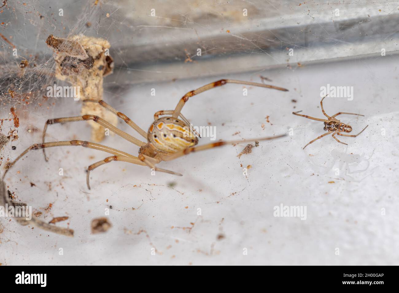 Male and female black widow spiders hi-res stock photography and images ...