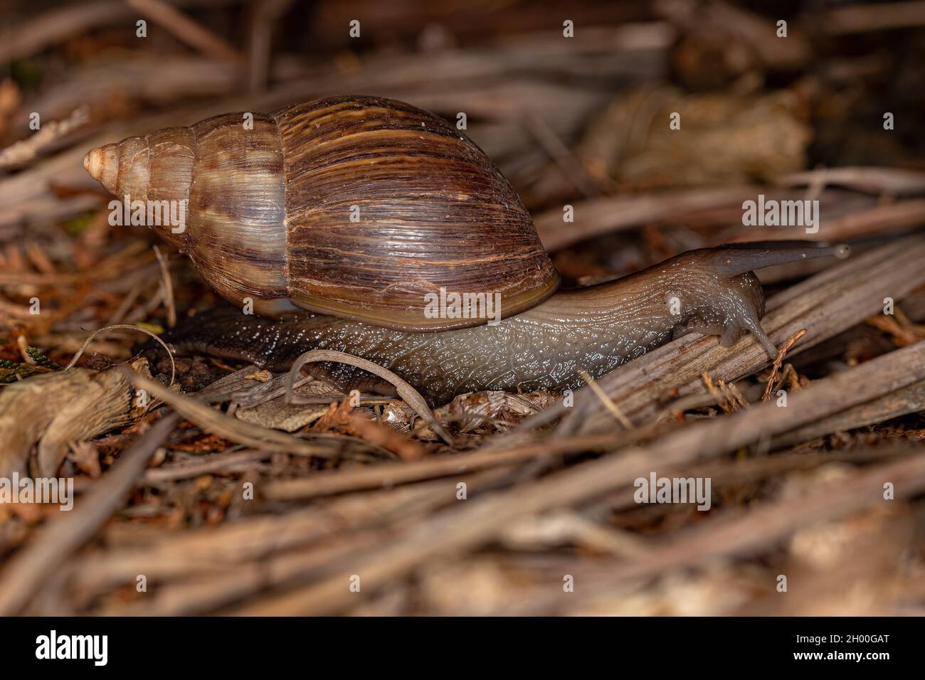 African giant snail hi-res stock photography and images - Alamy