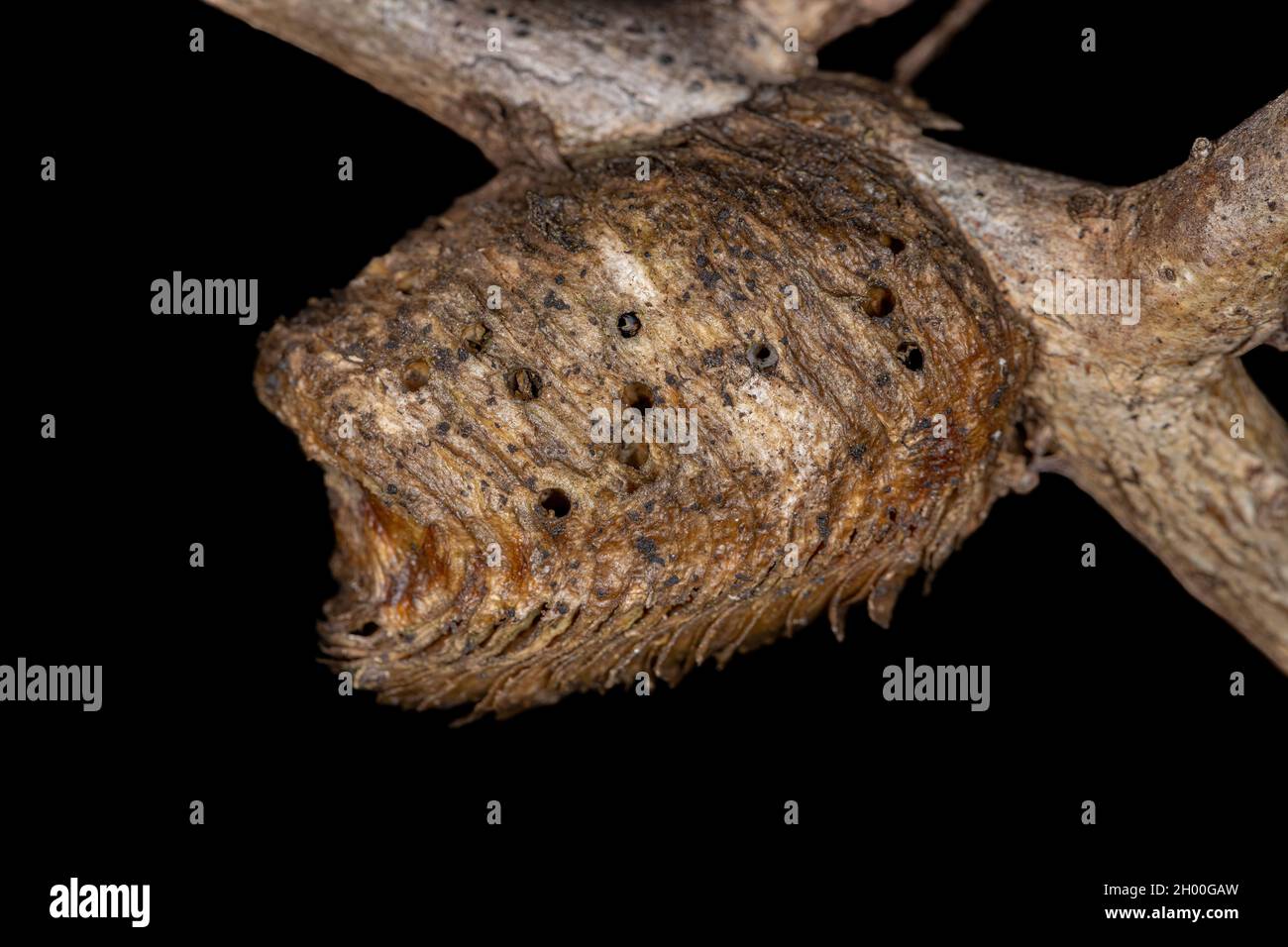 Mantises Egg Case of the Order Mantodea parasitized by parasitoid wasps ...