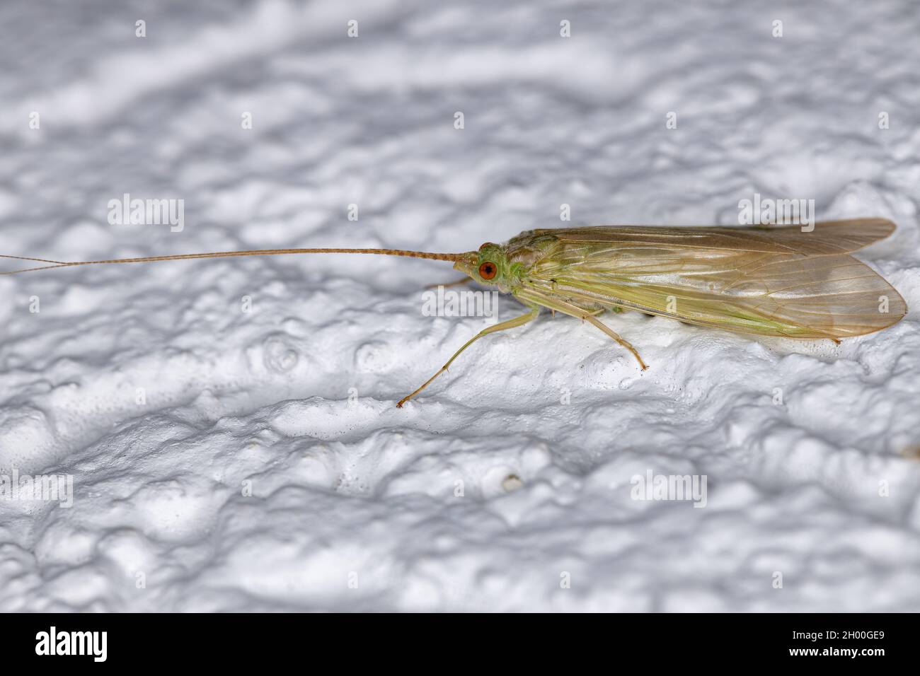 Adult Green Caddisfly of the Genus Leptonema Stock Photo - Alamy