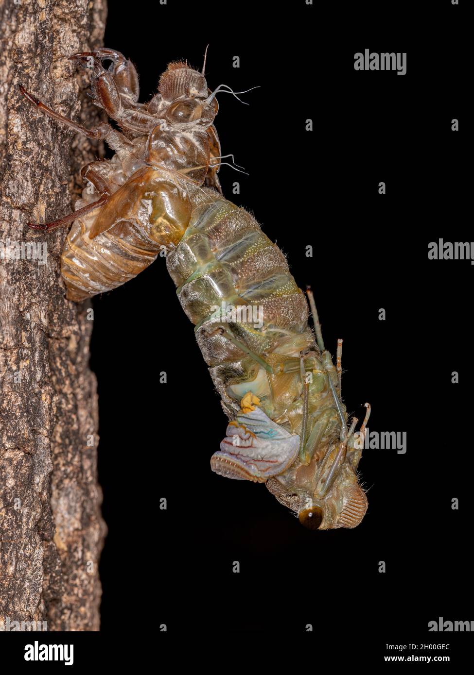 Adult Giant Cicada of the species Quesada gigas in process of ecdysis ...