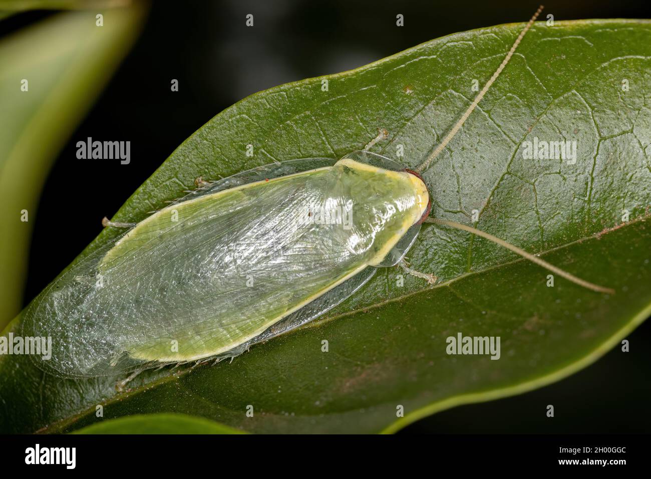 Green Giant Cockroach of the Genus Panchlora Stock Photo - Alamy