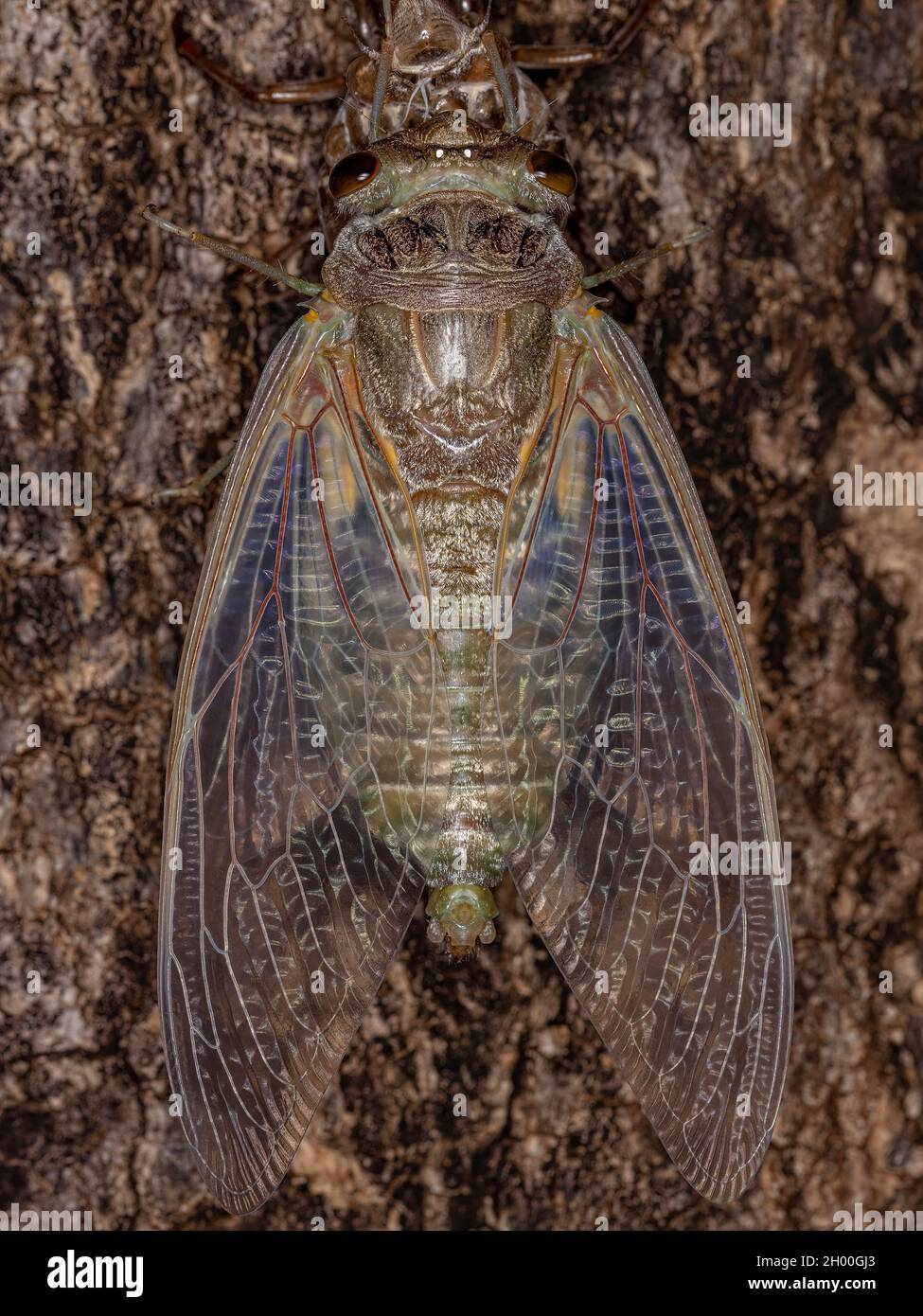 Adult Giant Cicada of the species Quesada gigas in process of ecdysis ...