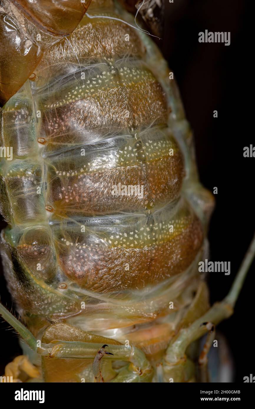 Adult Giant Cicada of the species Quesada gigas in process of ecdysis ...