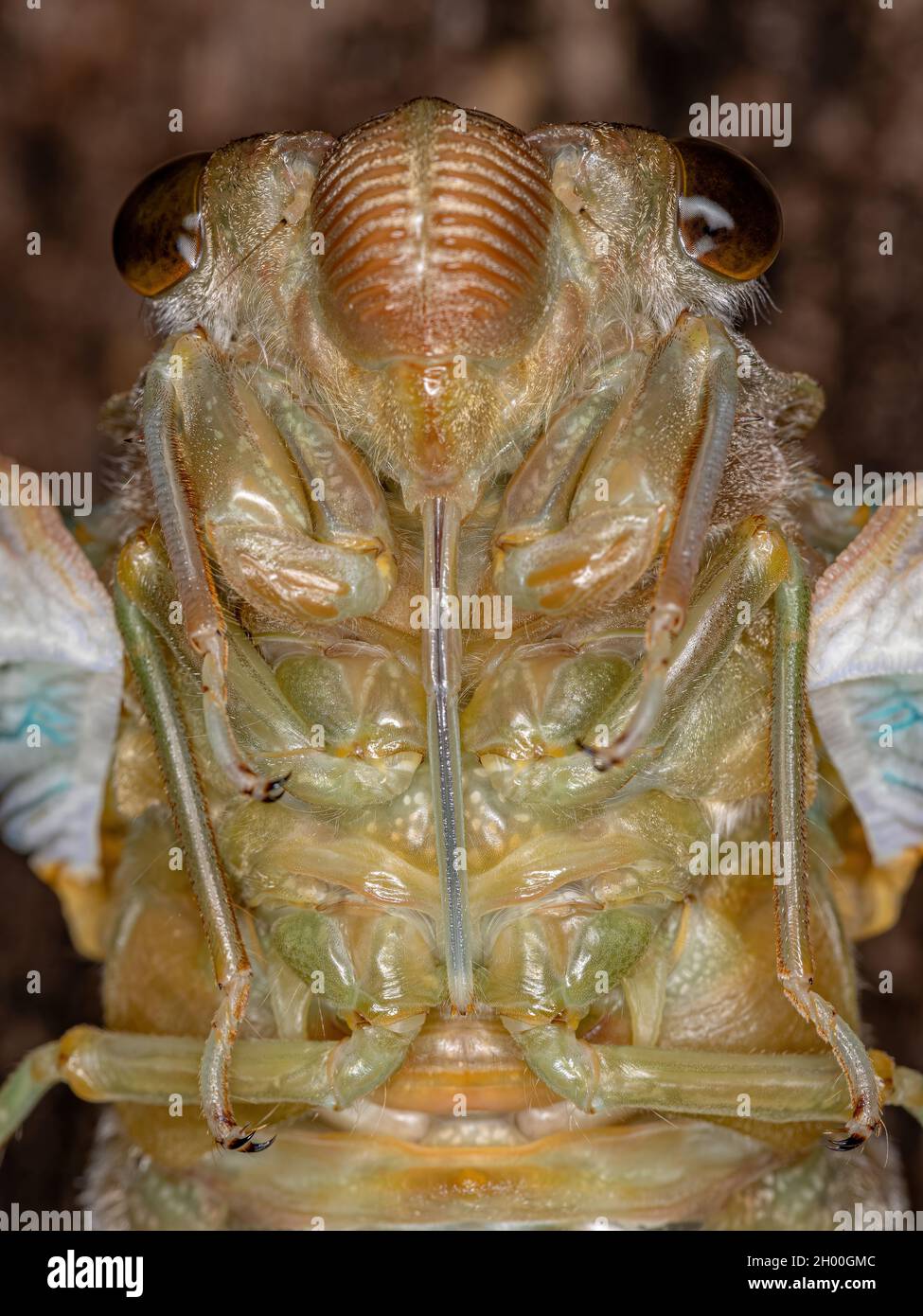 Adult Giant Cicada of the species Quesada gigas in process of ecdysis ...