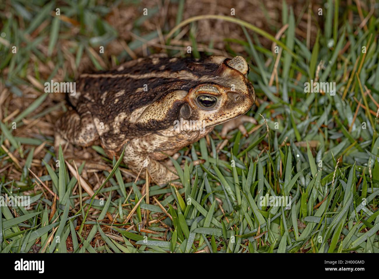 Adult Cururu Toad of the species Rhinella diptycha Stock Photo - Alamy