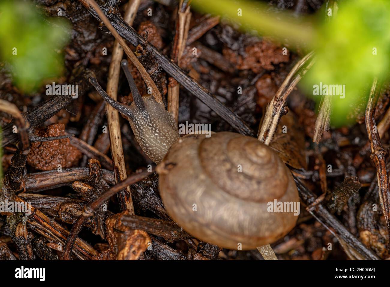 Camaenidae hi-res stock photography and images - Alamy