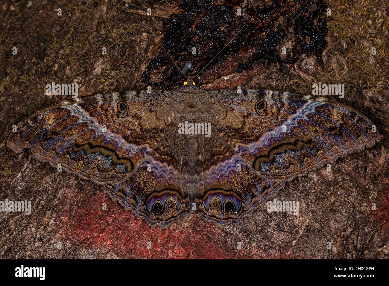 Adult Female Black Witch moth of the species Ascalapha odorata Stock ...