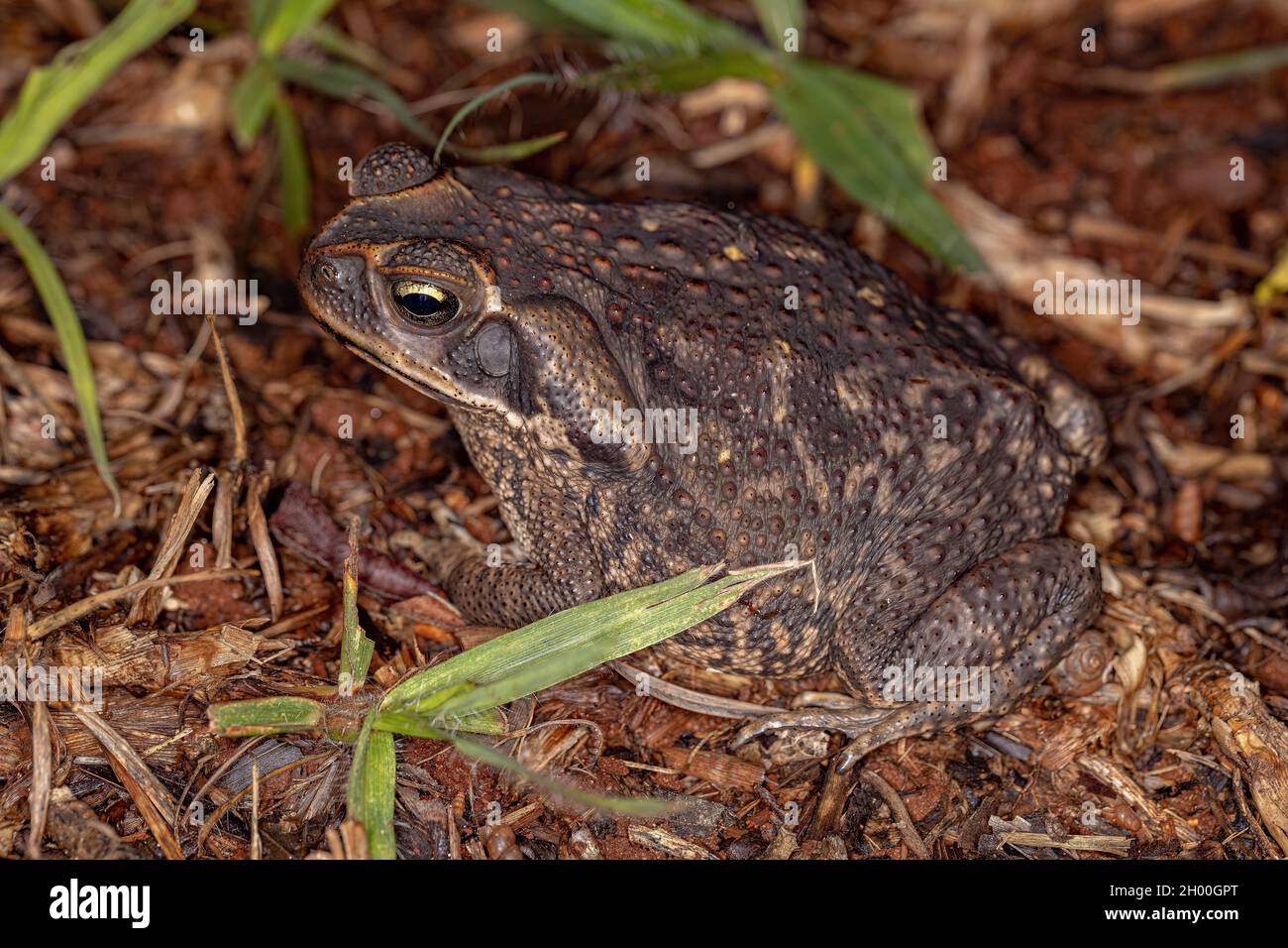 Adult Cururu Toad of the species Rhinella diptycha Stock Photo - Alamy