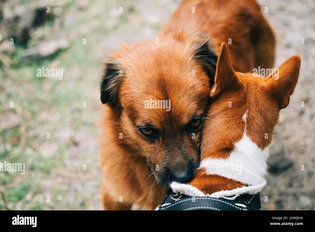 Two dogs best friends huddle together Stock Photo - Alamy