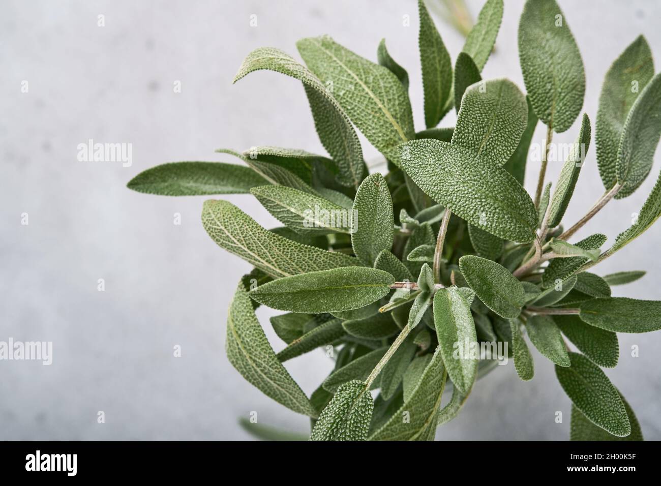 Sage. Bunch of fresh green leaves. Herb sage abstract texture ...
