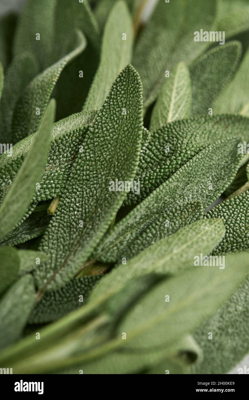 Sage fresh green leaves. Herb sage abstract texture background. Nature ...