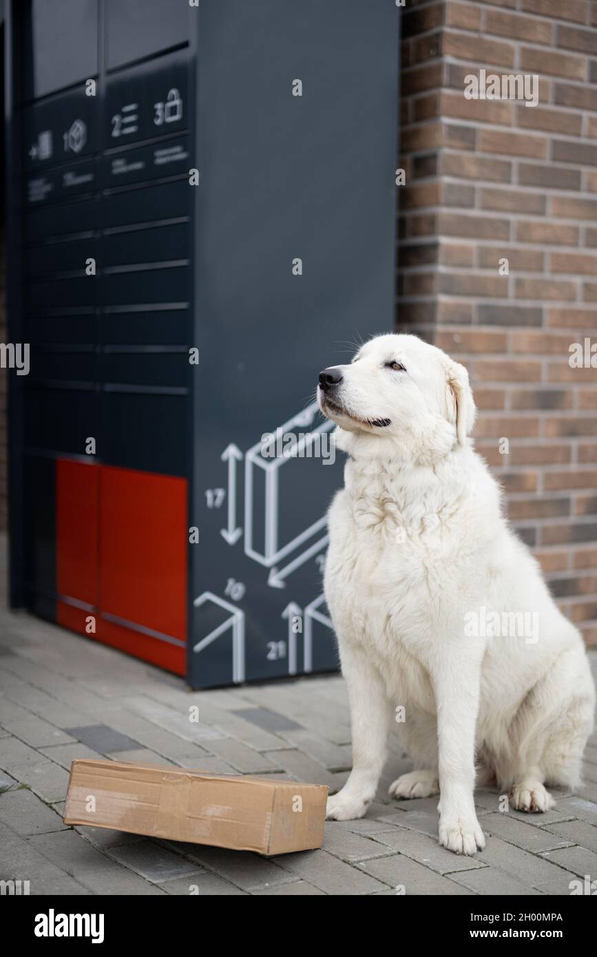Labrador dog guarding parcel near post terminal Stock Photo - Alamy