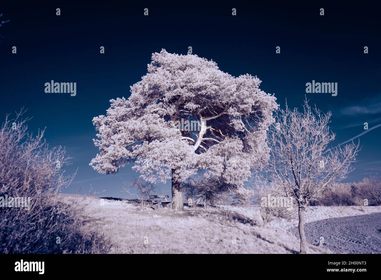 infrared photography - surreal ir photo of landscape with trees under ...
