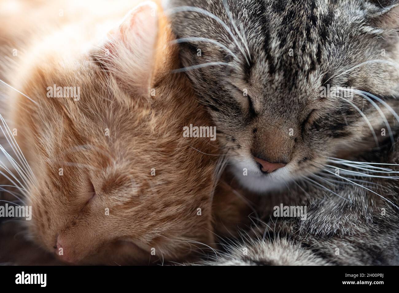 Two cats cuddle in a dream. Resting cats close up. Colorful striped ...