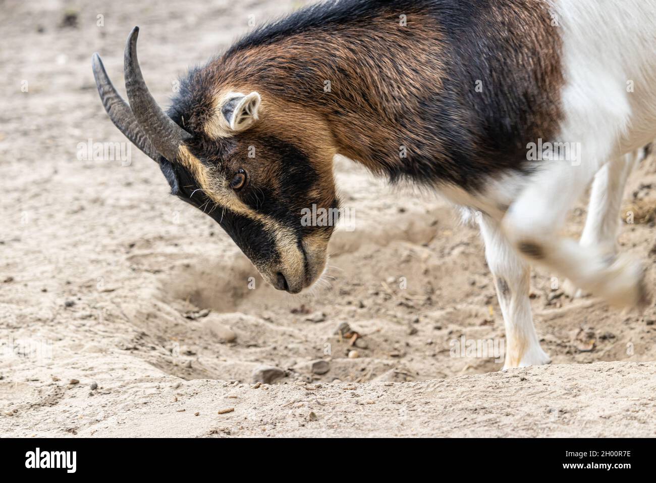 A horizontal closeup shot of an angry goat digging the sand Stock Photo ...