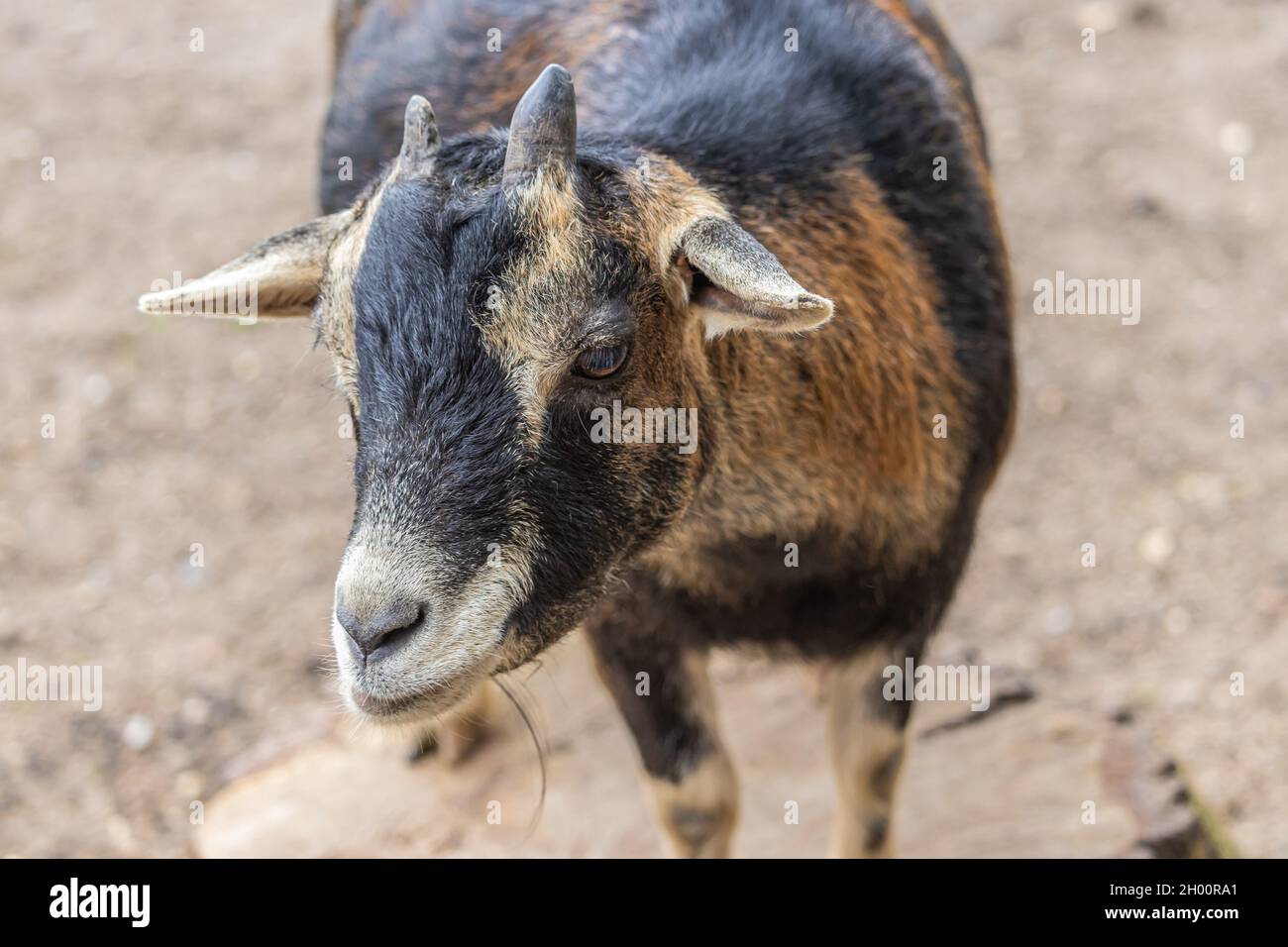 A high angle horizontal view of a baby goat on a blurry sand background ...