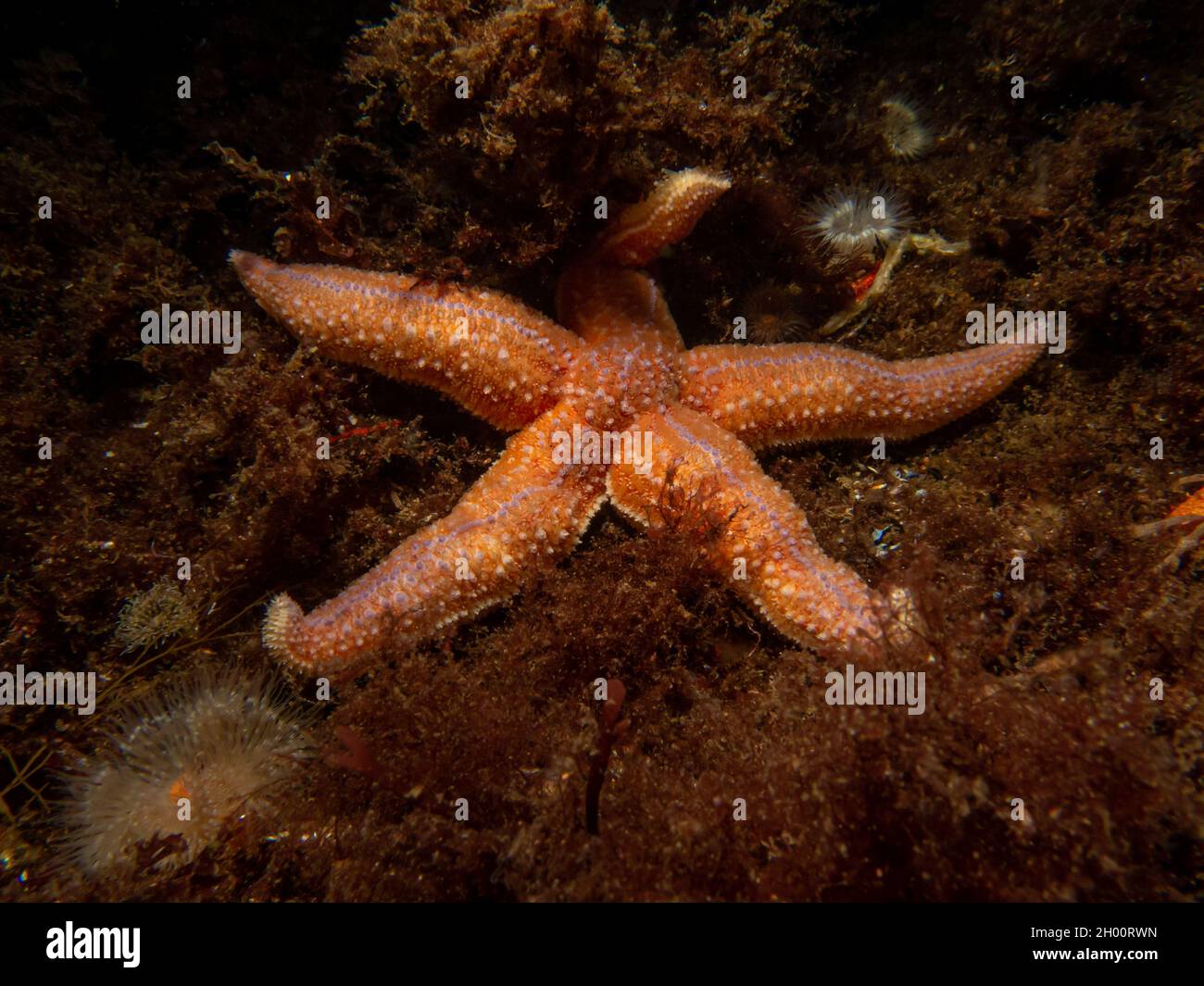 A closeup picture of a common starfish, common sea star or sugar ...