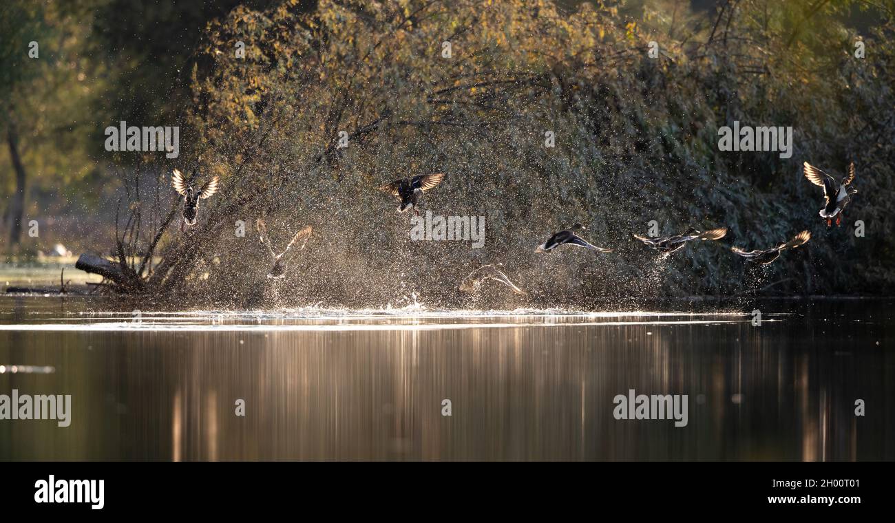 Mallard duck flying evening hi-res stock photography and images - Alamy