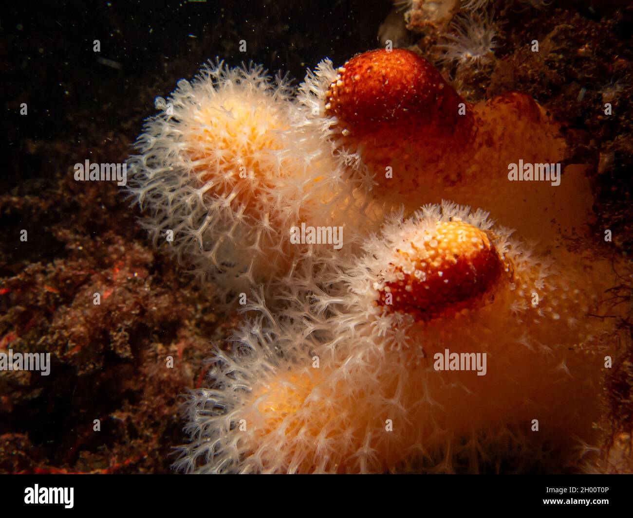 A closeup picture of a feeding soft coral dead man's fingers or ...