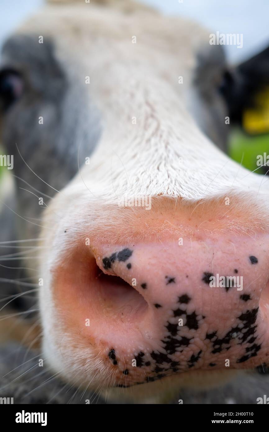close up of cute adorable cows face large pink nose Stock Photo - Alamy