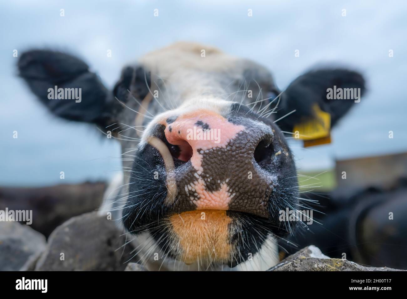 Cows face closeup hi-res stock photography and images - Alamy