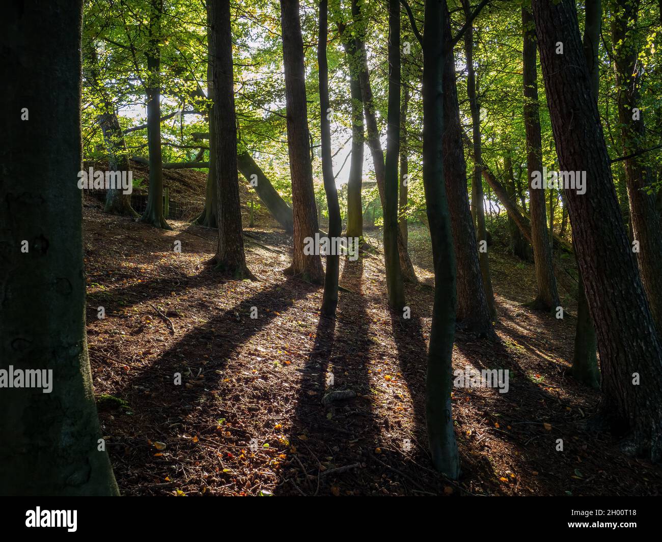 Backlit trees hi-res stock photography and images - Alamy