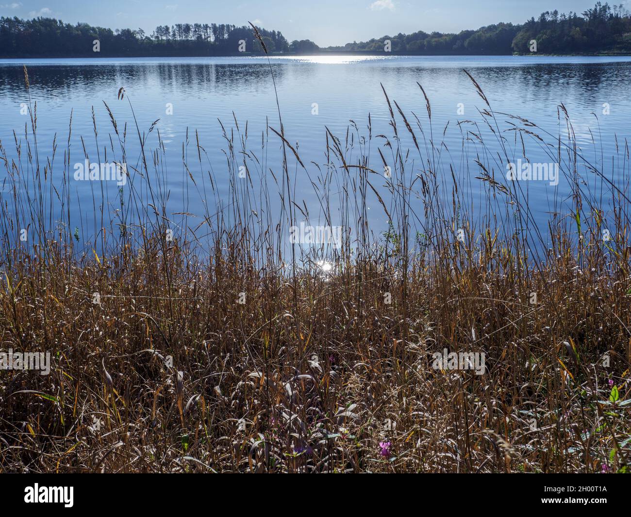 Shoreline reeds hi-res stock photography and images - Alamy
