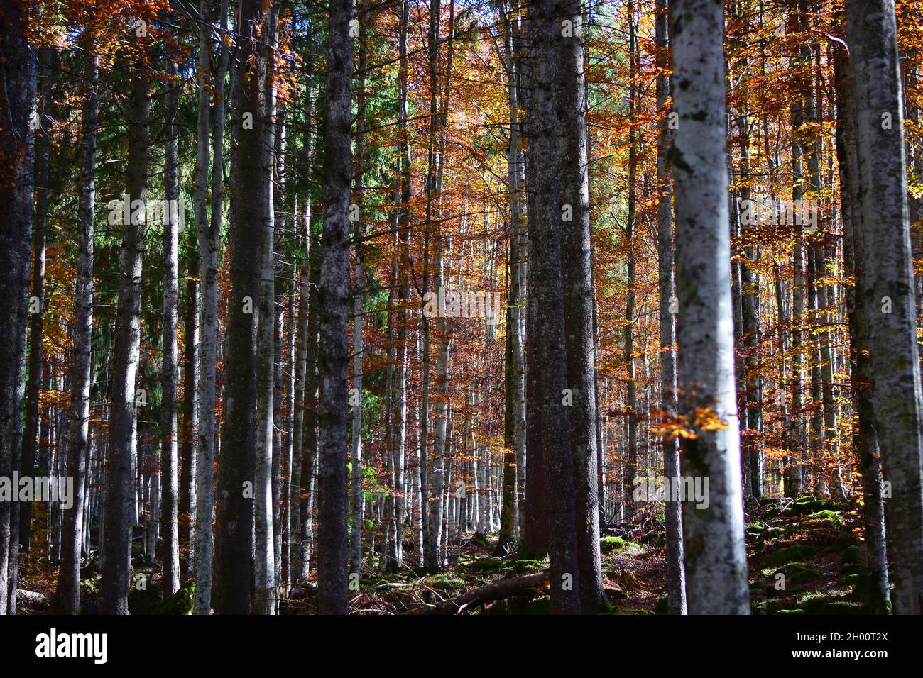 Autumn quito hi-res stock photography and images - Alamy