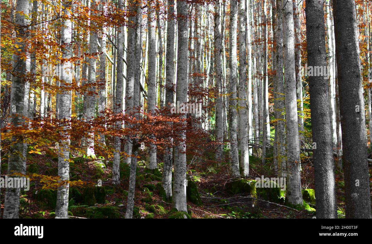 Montreal lake saskatchewan hi-res stock photography and images - Alamy