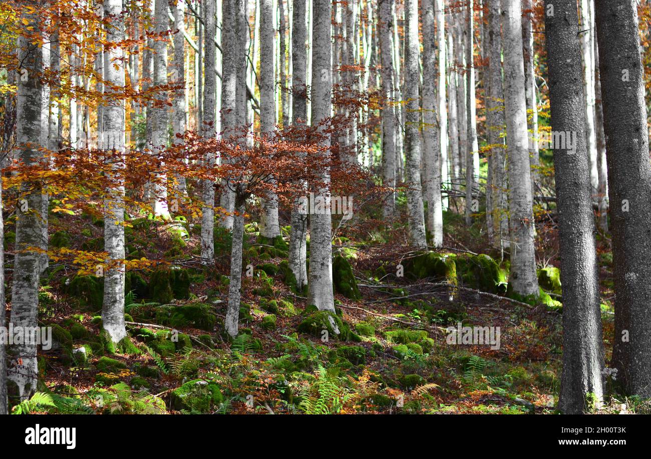 Montreal lake saskatchewan hi-res stock photography and images - Alamy