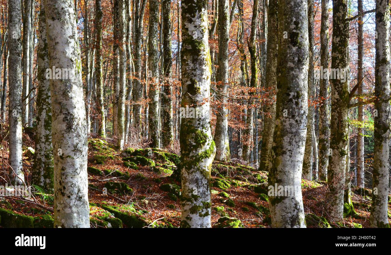Montreal lake saskatchewan hi-res stock photography and images - Alamy