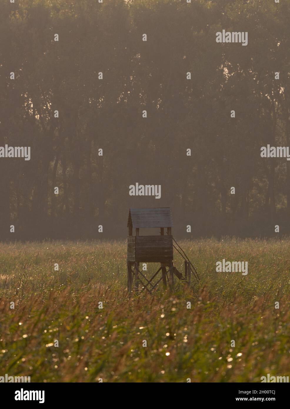 Wooden watchtower in reed field and forest in background for hunting ...