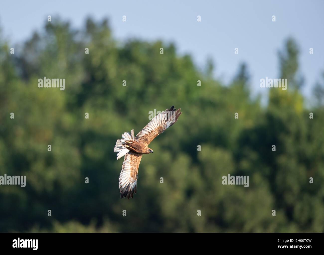 Common buzzard flying above hi-res stock photography and images - Alamy