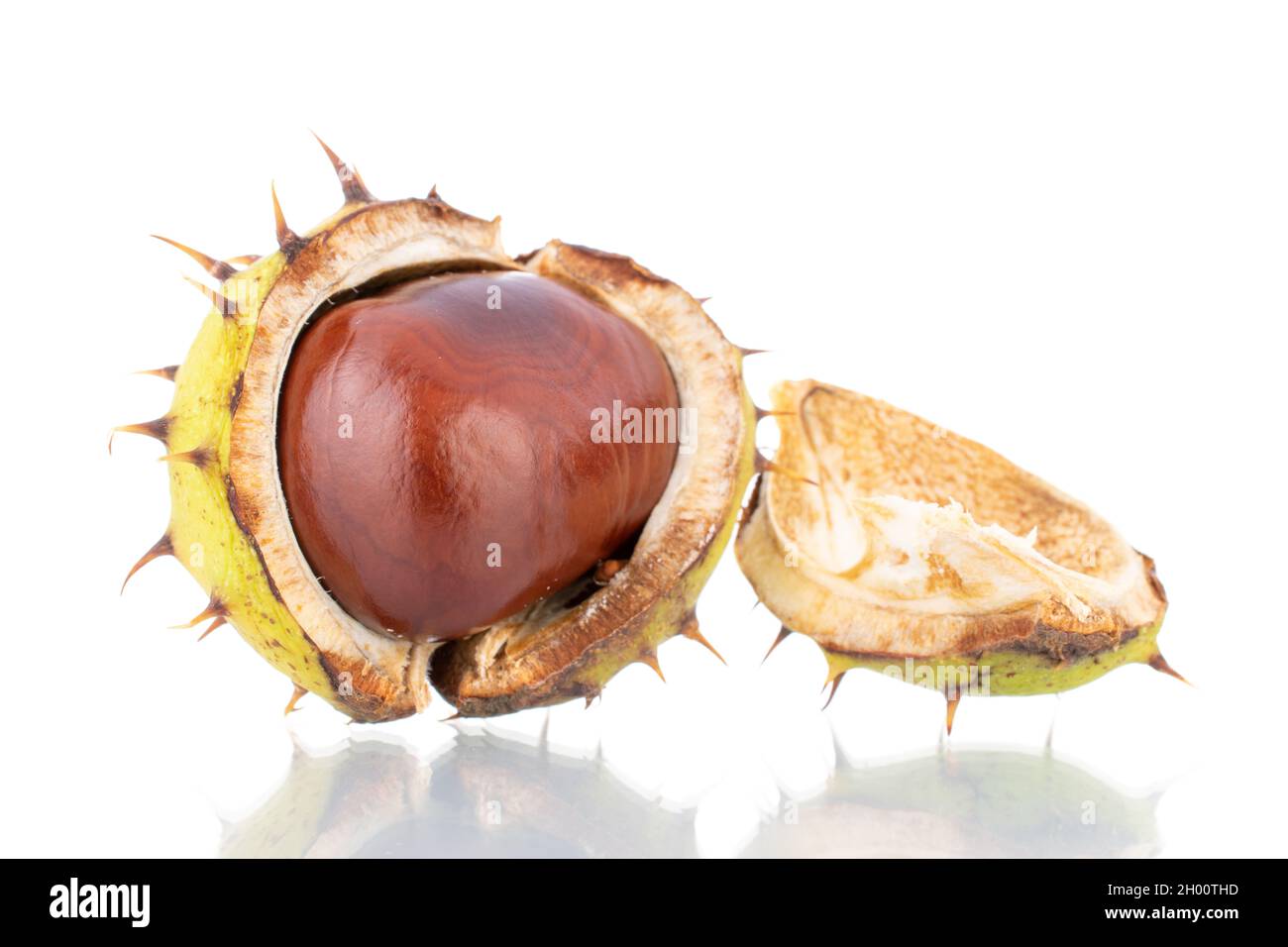 One unpeeled chestnut, close-up, isolated on white Stock Photo - Alamy