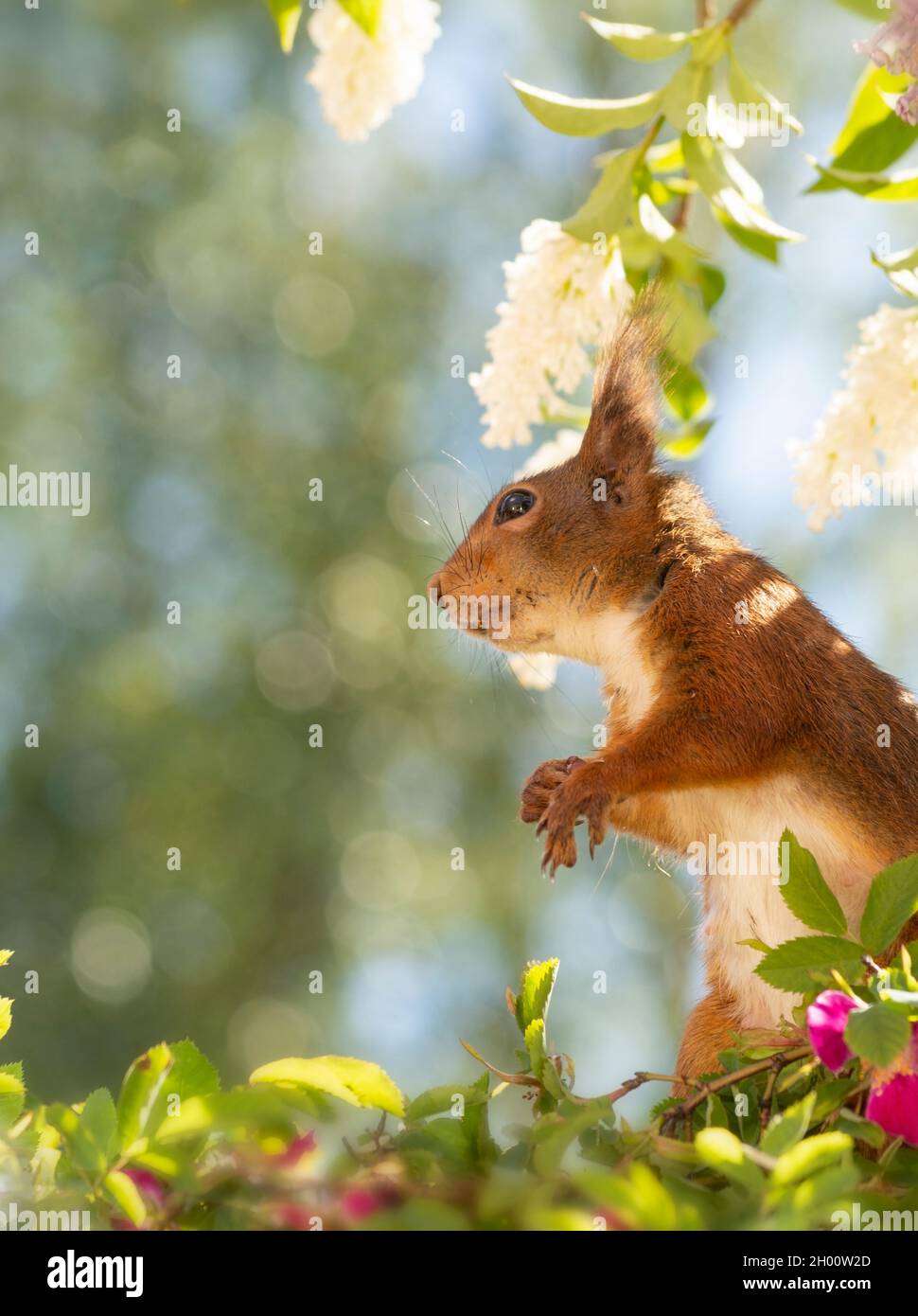 red squirrel is standing on rose branch looking away Stock Photo - Alamy