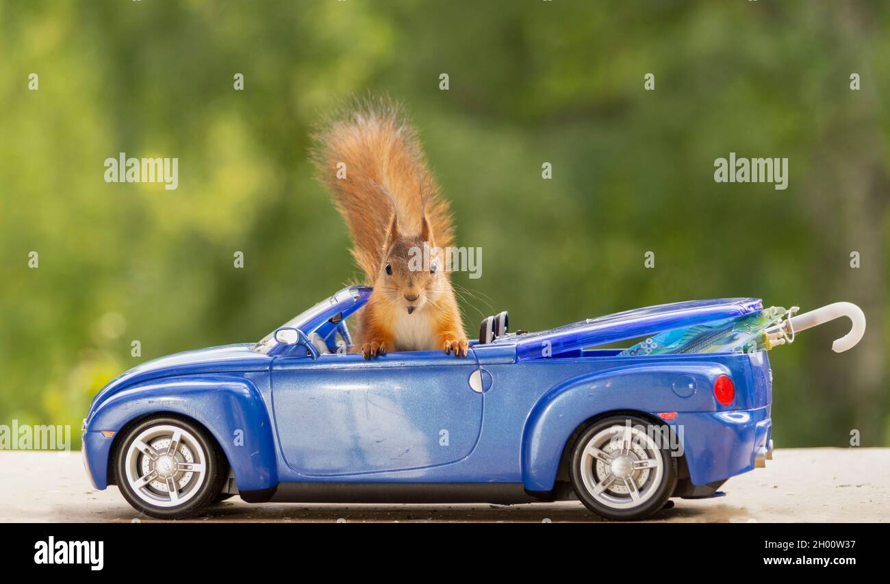 Red squirrel with blue cycle hi-res stock photography and images - Alamy