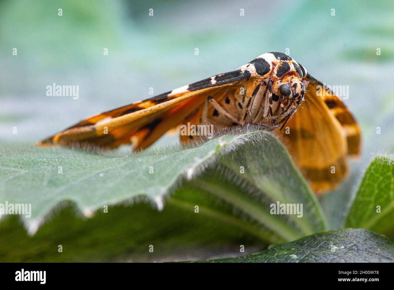 Garden tiger moths hi-res stock photography and images - Alamy